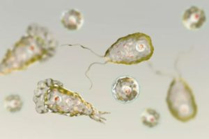 Protozoa: Pengertian, Ciri, Peranan, Klasifikasi, Contoh, Reproduksi ...