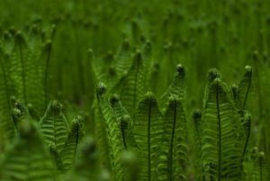 Tumbuhan Paku (Pterydophyta): Pengertian, Ciri, Metagenesis, Reproduksi ...