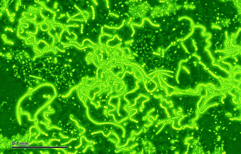 Cyanobacteria: Pengertian, Ciri, Peranan, Reproduksi, Klasifikasi ...