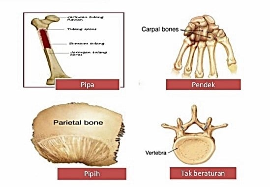 Sistem Rangka Pada Manusia: Pengertian, Fungsi dan Jenis Tulang ...