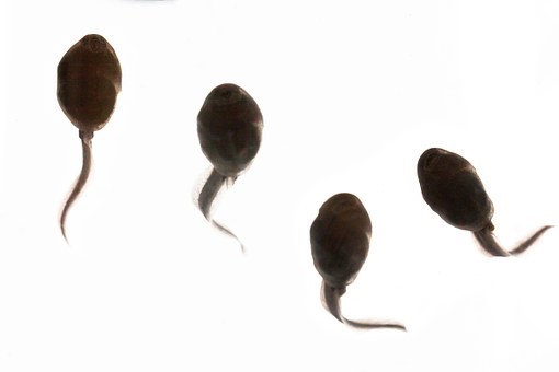 Proses Metamorfosis Kupu-kupu