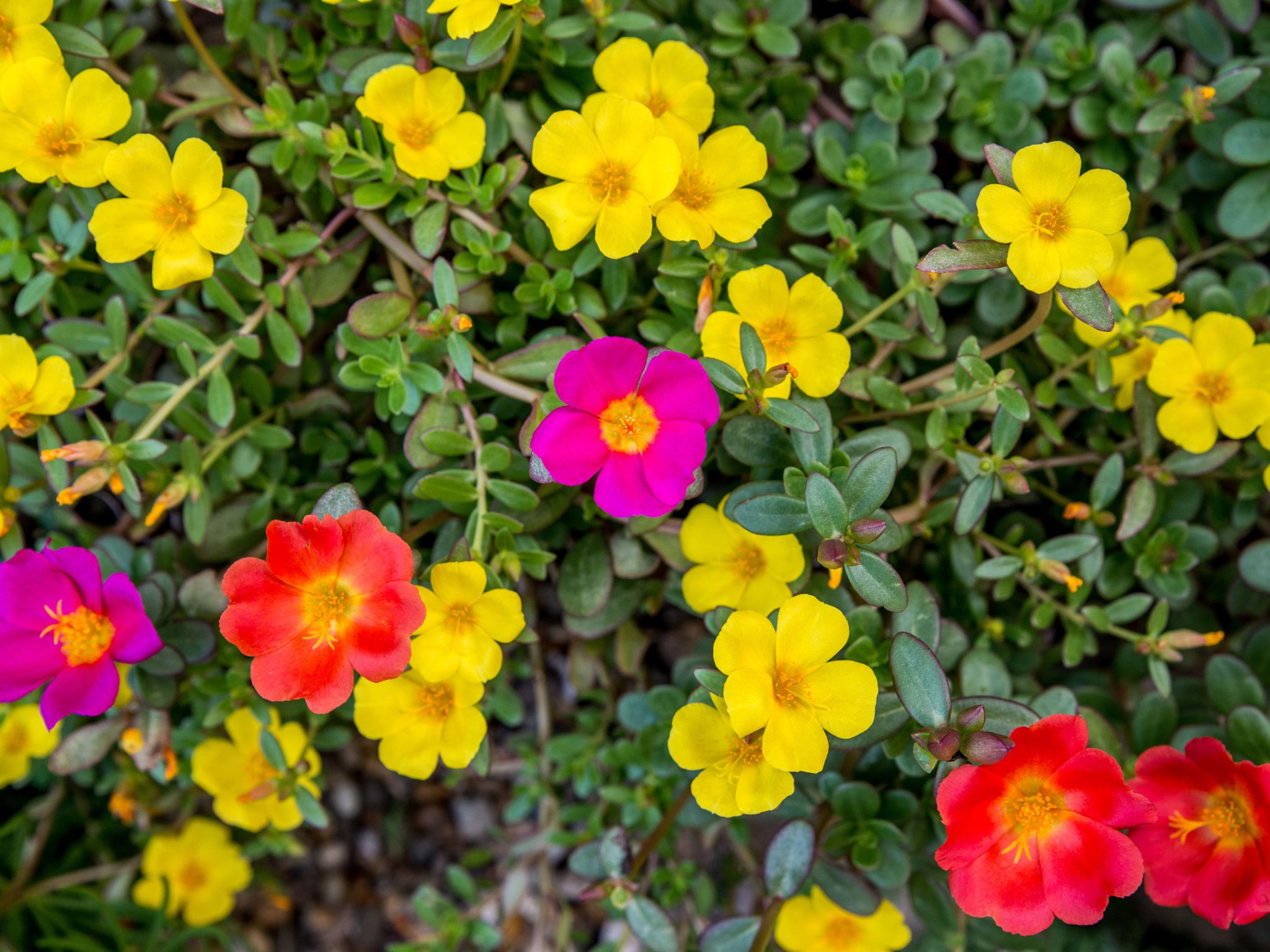 Iklim Subtropis : Ciri, Flora, Fauna, Negara Subtropis – Gramedia Literasi