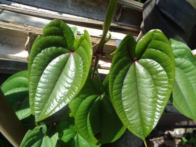 Pengertian Daun: Fungsi, Struktur dan Macam Tulang Daun – Gramedia Literasi