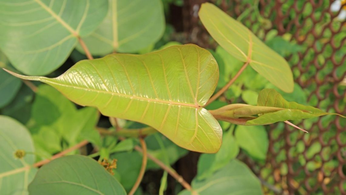 Pengertian Daun: Fungsi, Struktur dan Macam Tulang Daun – Gramedia Literasi