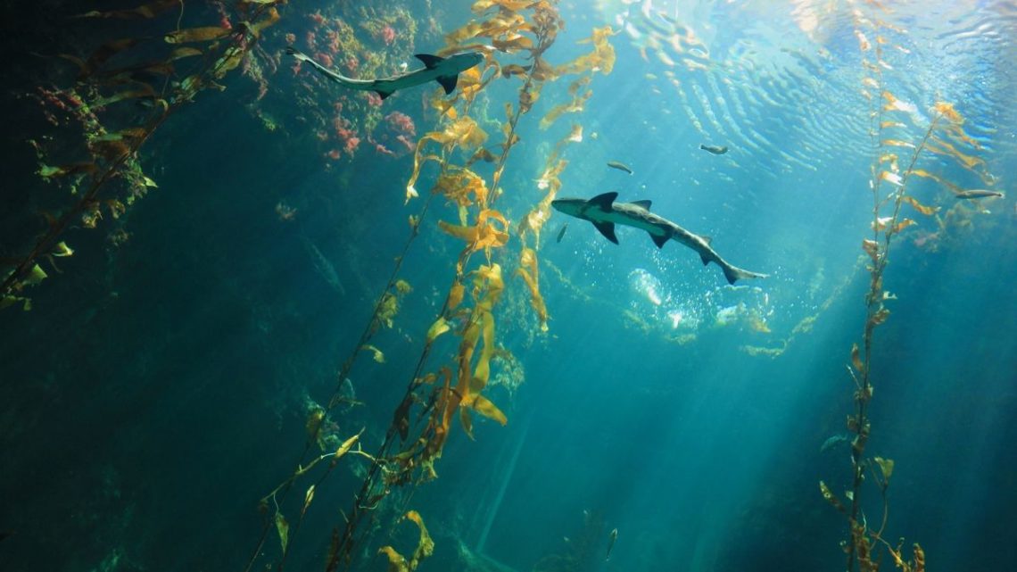 5 Macam Samudra di Dunia dan Karakteristiknya – Gramedia Literasi