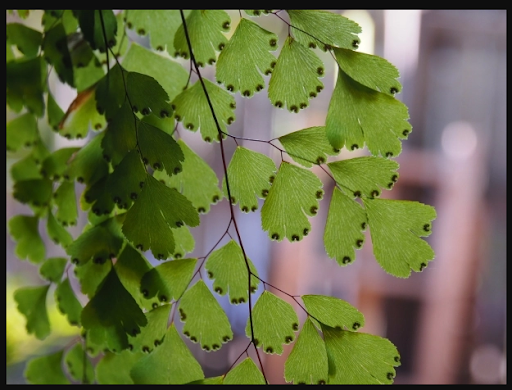 Pengertian Spora: Bentuk, Jenis, Struktur, dan Contoh Tumbuhannya ...