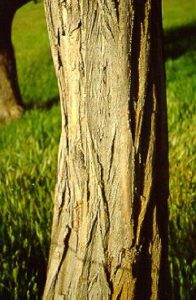 Struktur dan Fungsi Batang Berdasarkan Jenis Tumbuhannya – Gramedia ...