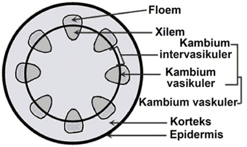 Struktur dan Fungsi Batang Berdasarkan Jenis Tumbuhannya – Gramedia ...