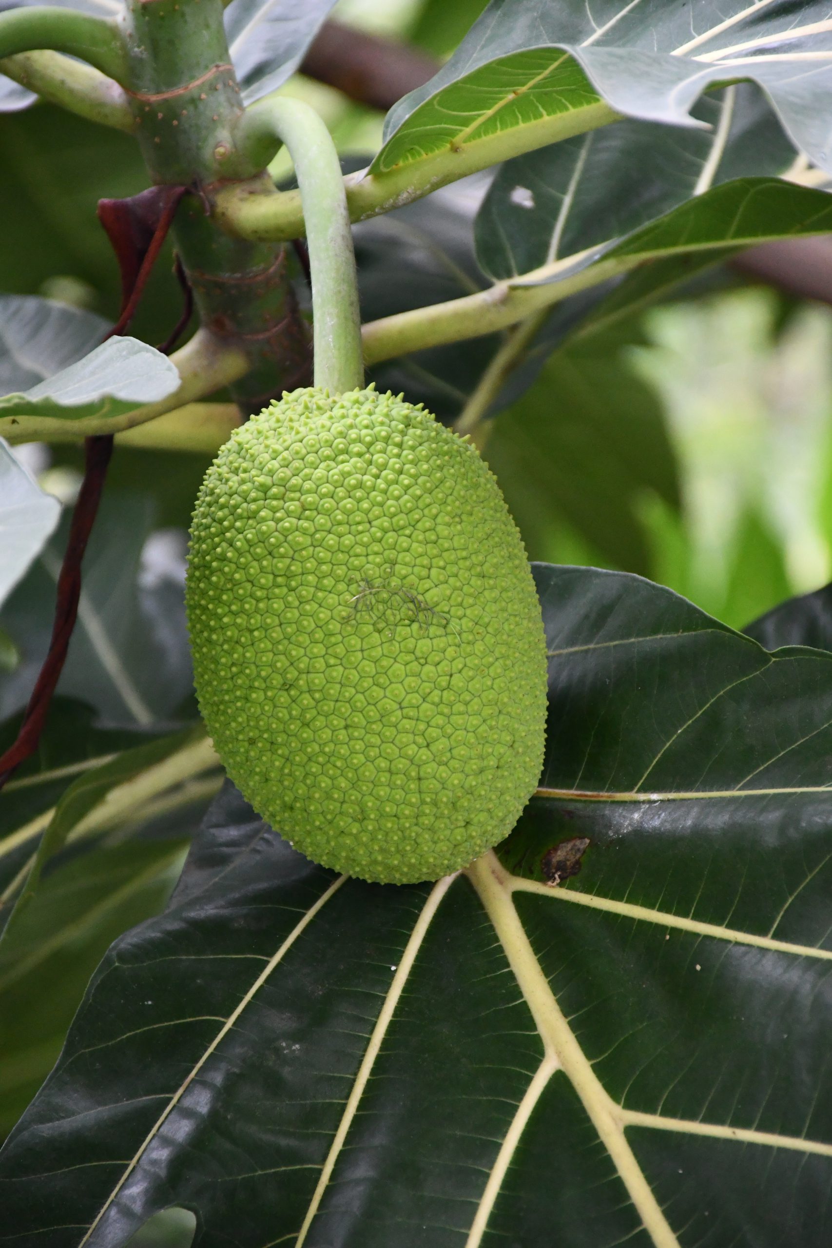 12 Makanan Pokok di Indonesia Selain Nasi – Gramedia Literasi