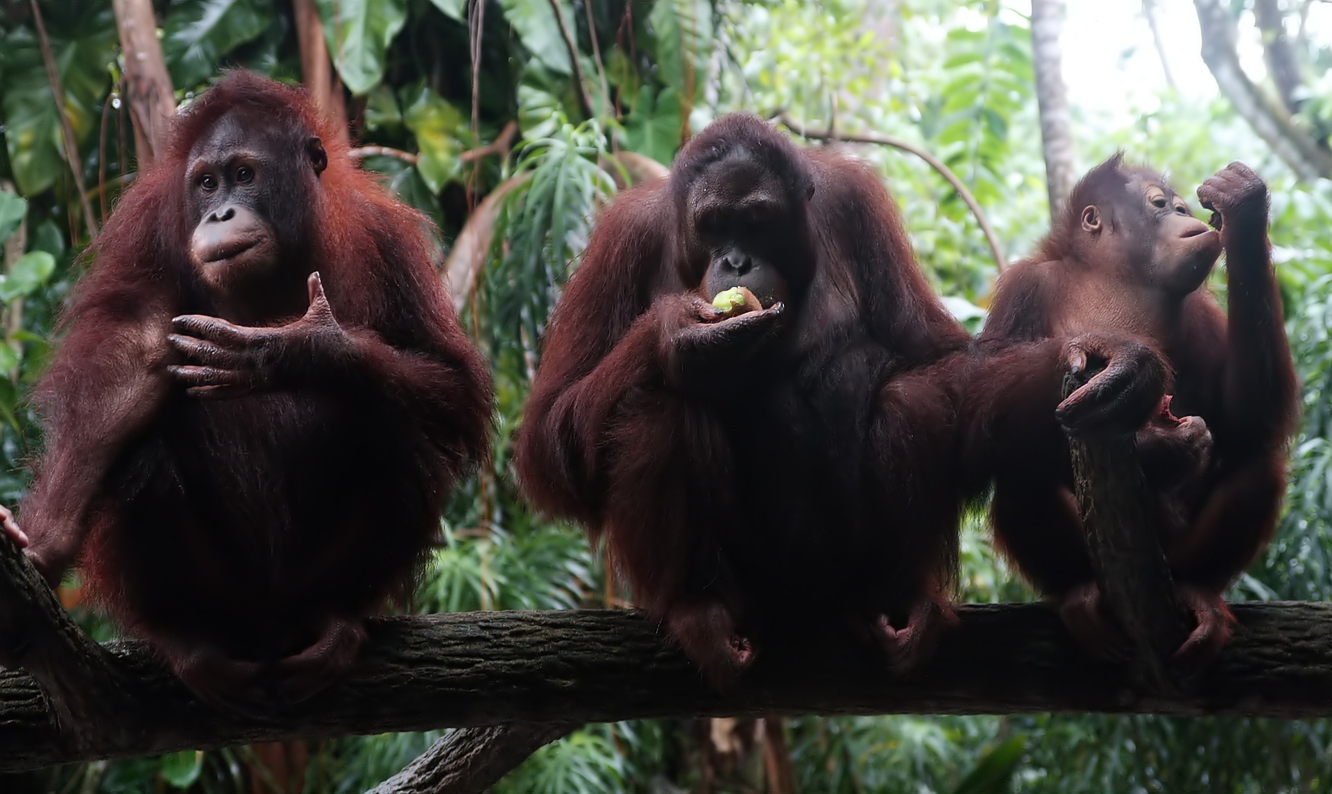 Pengertian Penangkaran: Tujuan, Bentuk, Ruang Lingkup, Pengadaan, dan ...