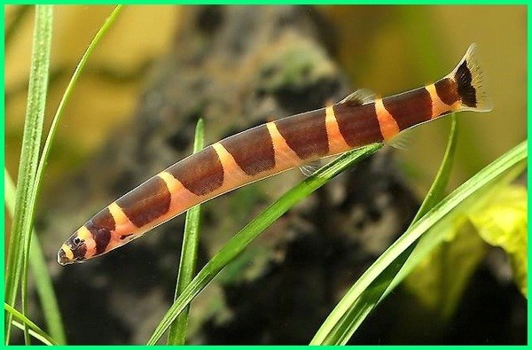 Bagaimana Ikan Tidur? Oh Ternyata Begini – Gramedia Literasi