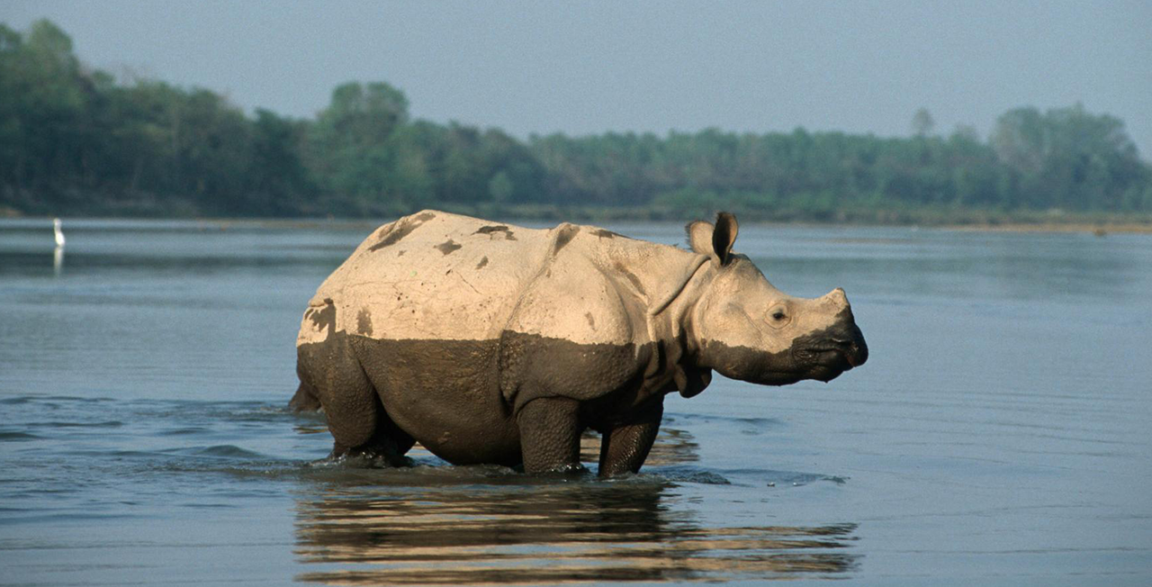 21 Hewan Endemik yang Tersebar di Kepulauan Indonesia – Gramedia Literasi