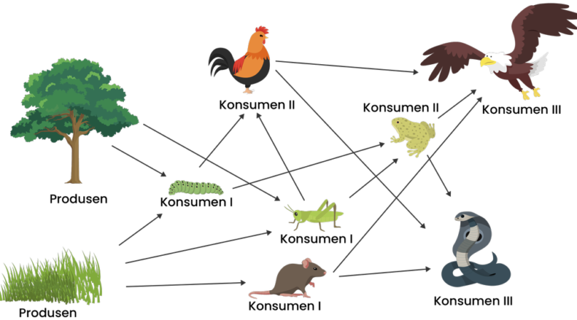 Lets learn with key!!: Rantai Makanan