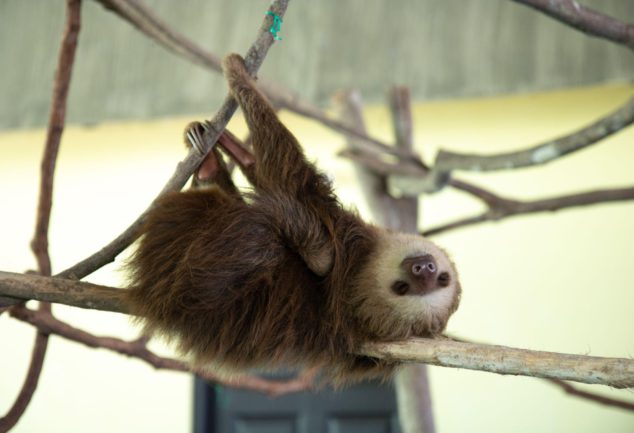 Pengertian Hibernasi dan Contoh Hewan Yang Hibernasi - Gramedia Literasi