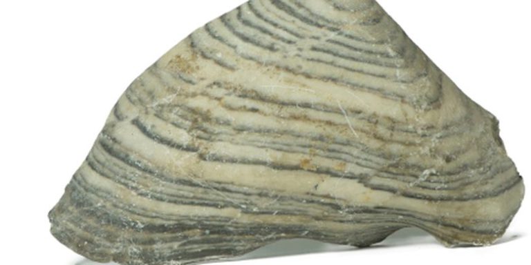 Batuan Sedimen: Mengenal Proses Pembentukan, Tekstur, dan Jenisnya ...