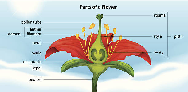 Mengenal Fungsi Benang Sari Pada Bunga Dan Komponen Bunga Lainnya ...