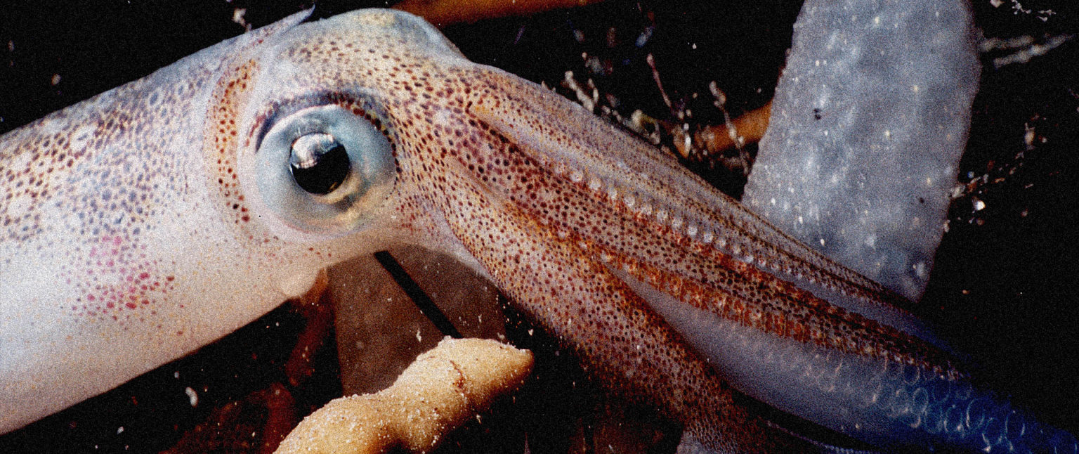 Pengertian Hermafrodit dan Contoh Hewan Hermafrodit – Gramedia Literasi