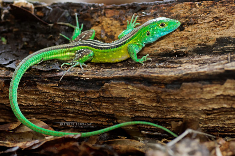 Pengertian Hermafrodit dan Contoh Hewan Hermafrodit – Gramedia Literasi