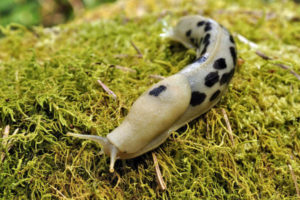 Pengertian Hermafrodit dan Contoh Hewan Hermafrodit – Gramedia Literasi