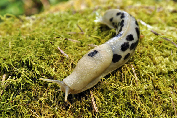 Pengertian Hermafrodit dan Contoh Hewan Hermafrodit – Gramedia Literasi