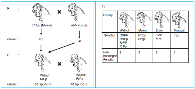 Hukum Mendel ~ Ruang Belajar Digital