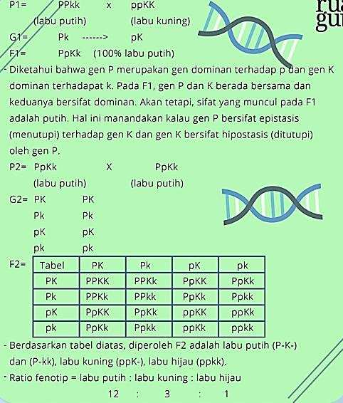 Hukum Mendel: Pengertian, Perbedaan, Percobaan, dan Penyimpangan Semu ...