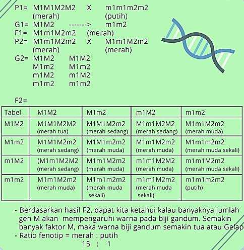 Hukum Mendel: Pengertian, Perbedaan, Percobaan, dan Penyimpangan Semu ...