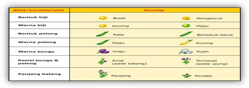 Hukum Mendel ~ Ruang Belajar Digital
