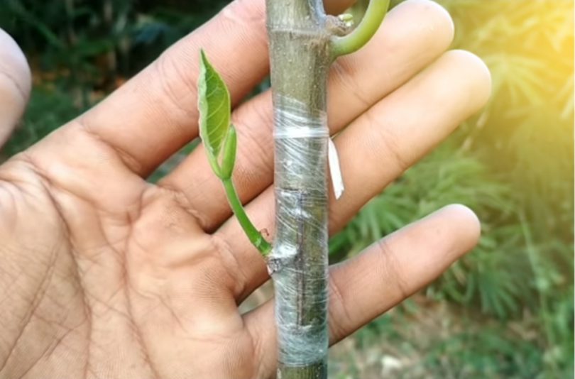 Okulasi sebagai Teknik Pembiakan Tanaman serta Cara Melakukannya ...