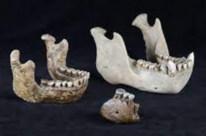 Meganthropus Paleojavanicus, Sejarah Manusia Purba Tertua di Indonesia ...