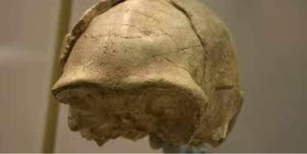 Meganthropus Paleojavanicus, Sejarah Manusia Purba Tertua di Indonesia ...