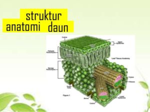 Mengenal 5 Fungsi Daun serta Struktur dan Berbagai Macam-Nya ...