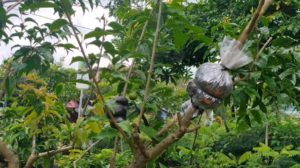 Teknik Perkembangbiakan Vegetatif: Stek, Mengenten, Okulasi, Cangkok ...