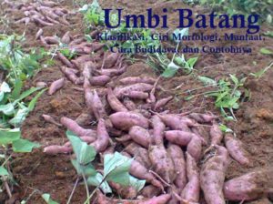 Teknik Perkembangbiakan Vegetatif: Stek, Mengenten, Okulasi, Cangkok ...