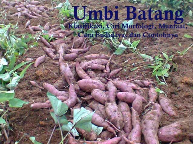 Teknik Perkembangbiakan Vegetatif: Stek, Mengenten, Okulasi, Cangkok ...