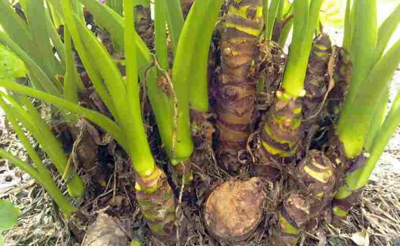 Teknik Perkembangbiakan Vegetatif: Stek, Mengenten, Okulasi, Cangkok ...