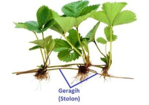 Teknik Perkembangbiakan Vegetatif: Stek, Mengenten, Okulasi, Cangkok ...