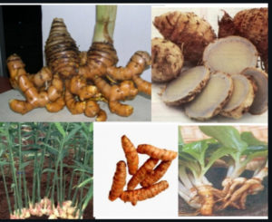 Teknik Perkembangbiakan Vegetatif: Stek, Mengenten, Okulasi, Cangkok ...