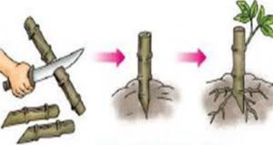 Teknik Perkembangbiakan Vegetatif: Stek, Mengenten, Okulasi, Cangkok ...