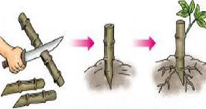 Teknik Perkembangbiakan Vegetatif: Stek, Mengenten, Okulasi, Cangkok ...