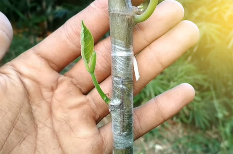 Teknik Perkembangbiakan Vegetatif: Stek, Mengenten, Okulasi, Cangkok ...