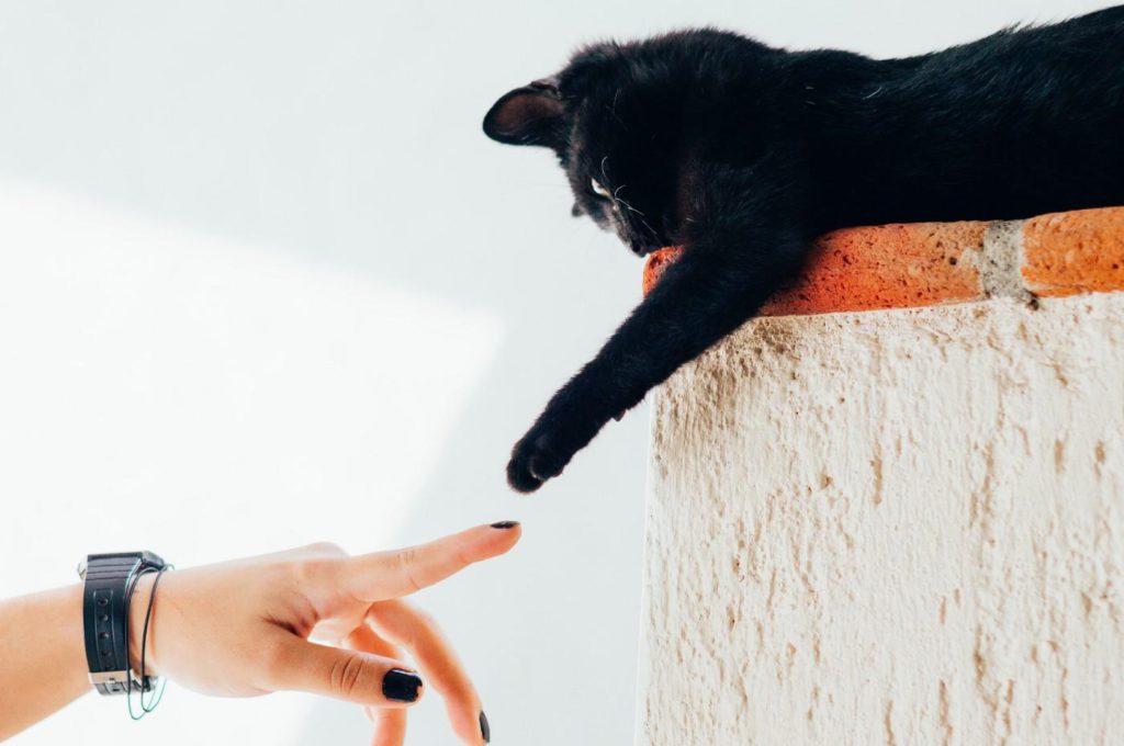 Animal Communicator: Pengertian & Tanda Animal Communicator Palsu ...