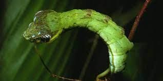 Kamuflase: Fungsi, Contoh Hewan, dan Perbedaan dengan Mimikri ...