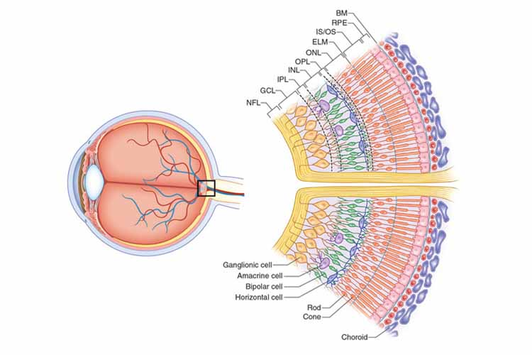 Fungsi Retina Mata, Anatomi, Cara Kerja dan Cara Menjaga-Nya! – Gramedia Literasi