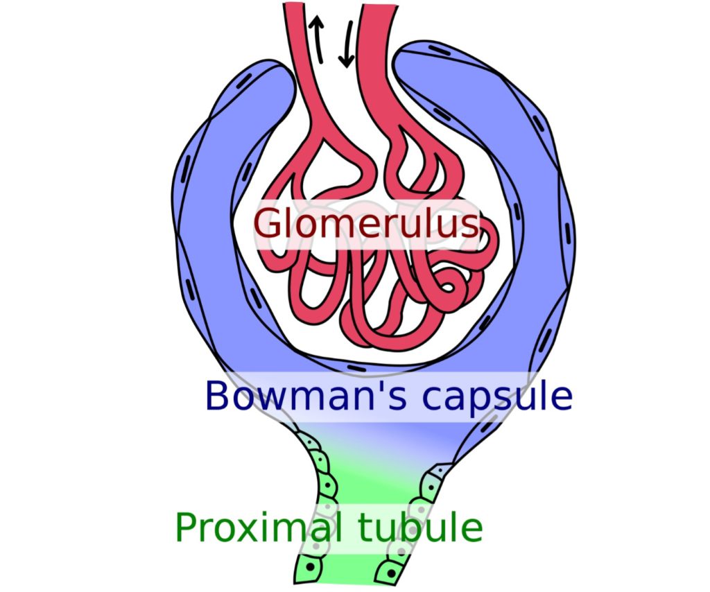 4 Fungsi Glomerulus dalam Ginjal Bagi Tubuh Manusia, Simak Disini ...