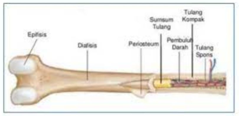 Tulang Pipa: Pengertian Struktur, Fungsi, dan Contoh – Gramedia Literasi