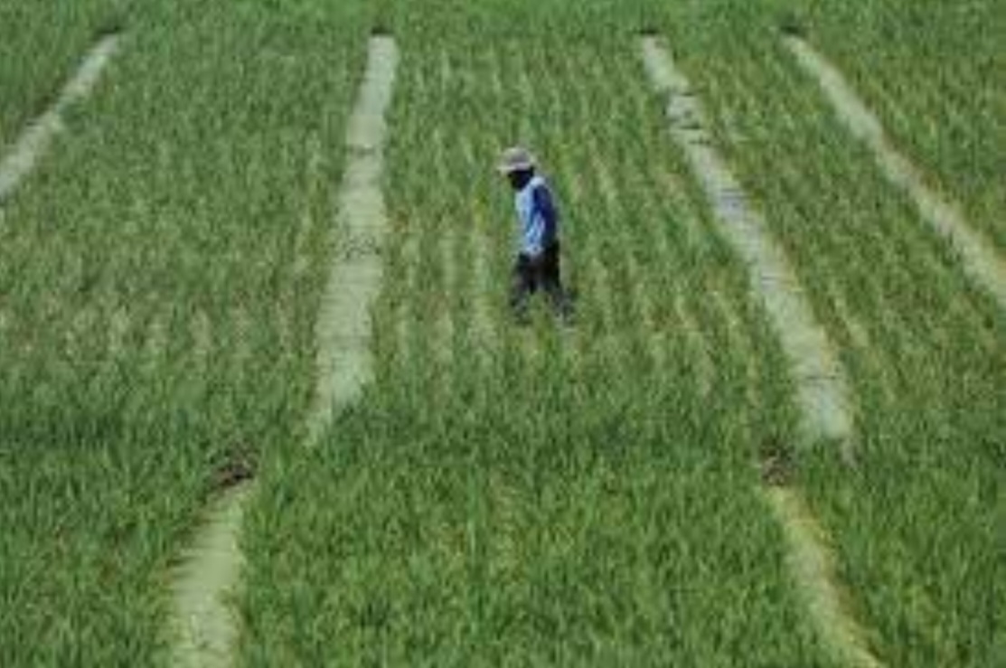 Badan Pangan Dunia: Pengertian, Departemen, dan Tujuan – Gramedia Literasi