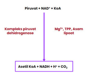 Siklus Krebs: Konsep, 8 Tahapan dan Penjelasannya, serta Manfaat ...