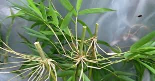 5 Manfaat Bulu Perindu serta Pengertian dan Misteri Dibaliknya ...