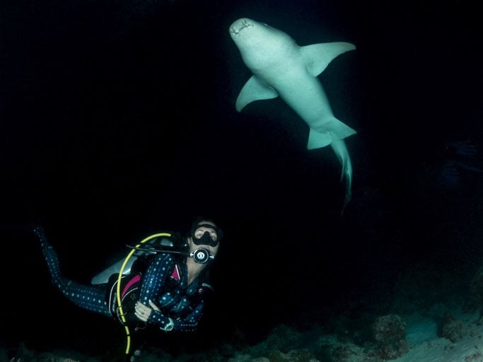 Diving Adalah: Definisi, Teknik Dasar, Jenis, Peralatan, dan ...